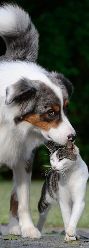 Soft Tissue Surgeries for Pets in Lake Forest, CA | Bliss Animal Hospital