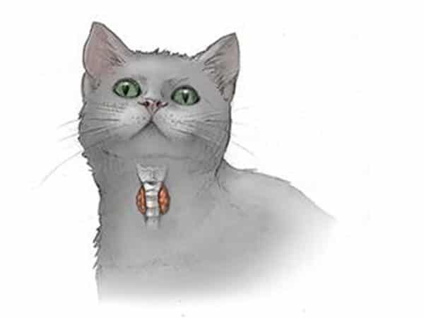 Hyperthyroidism in Cats | Symptoms, Treatment, and Prevention