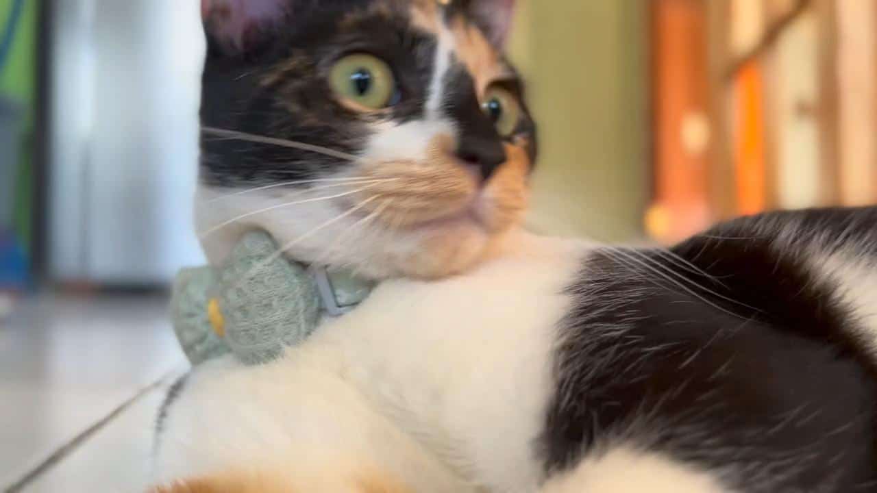 Cat Spay and Neuter | Cat Neuter Procedure | Lake Forest, CA